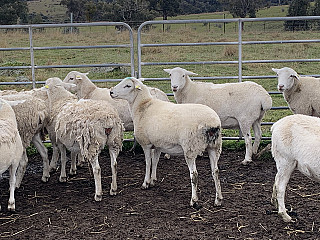 SIL AUSSIE WHITE EWES - Agora Livestock