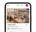 Australian Sheep & Cattle Markets - Agora Livestock