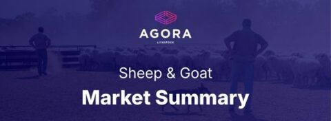 Sheep Market Summary - 18 May 2026 - Agora Livestock