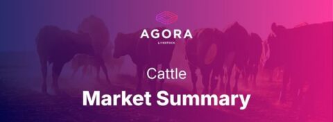 Cattle Market Summary - 16 June 2026 - Agora Livestock