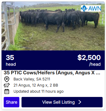 Cattle Market Summary - 2 June 2026 - Agora Livestock