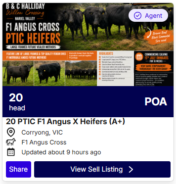 Cattle Market Summary - 24 June 2026 - Agora Livestock